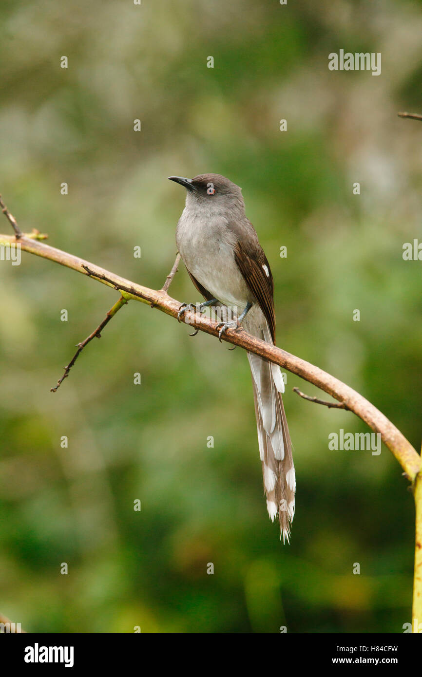 Long-tailed Sibia (Heterophasia picaoides), Fraser's Hill, Malaysia Stock Photo - Alamy