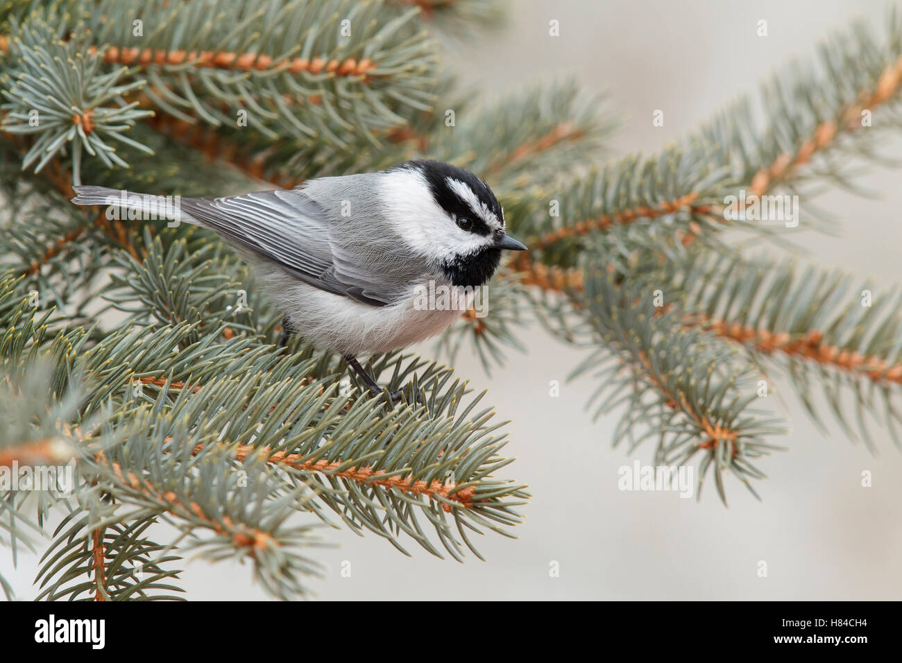 Mountain Chickadee (Poecile gambeli), Inyo County, California Stock ...