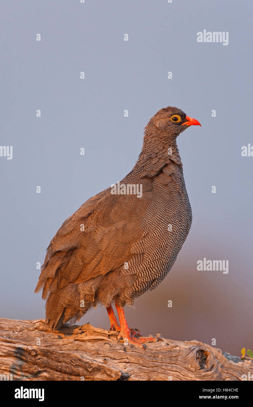 Red-billed Spurfowl (Pternistis adspersus), Etosha Nationalpark ...