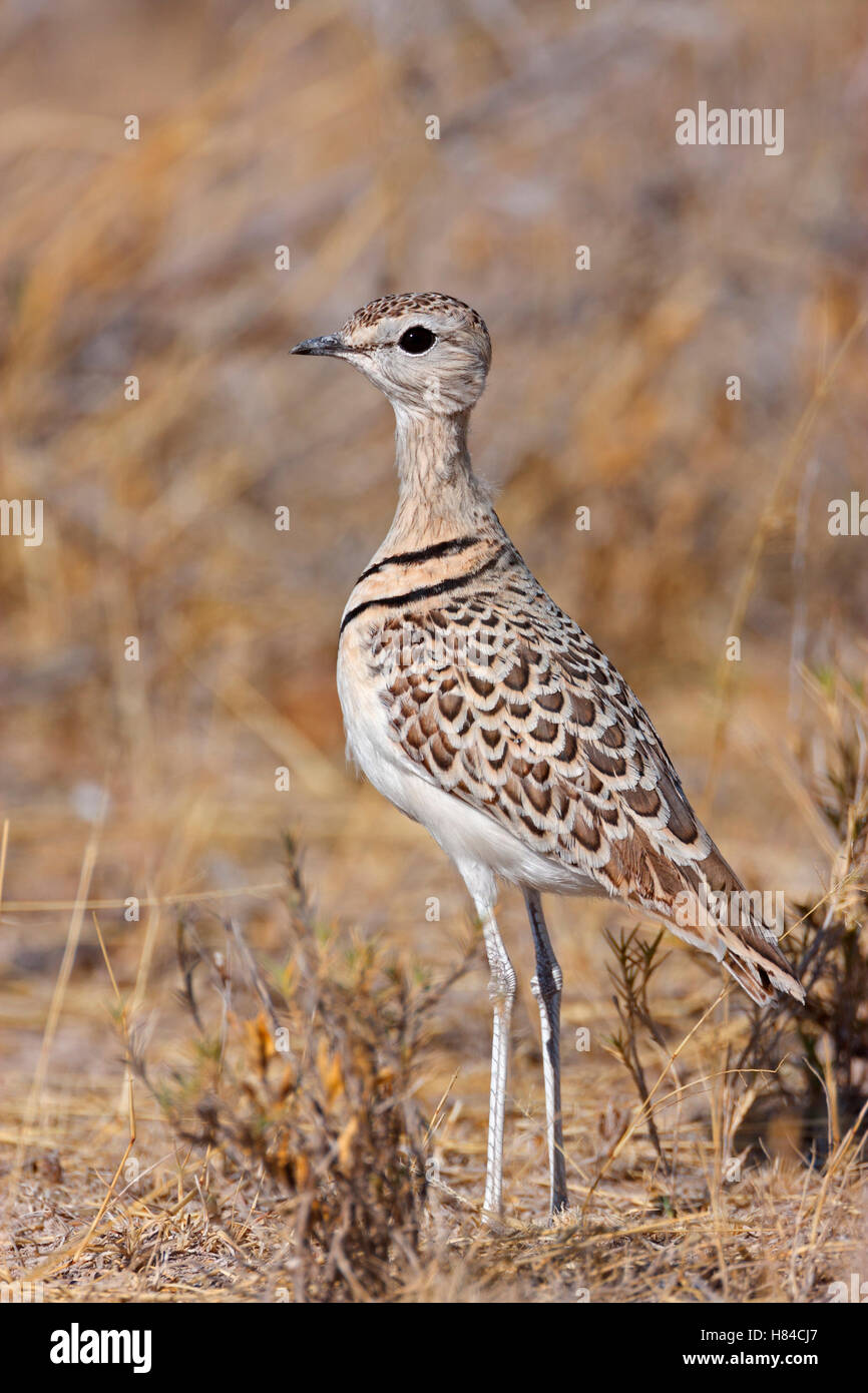 Double-banded Courser (Rhinoptilus africanus), Etosha Nationalpark ...
