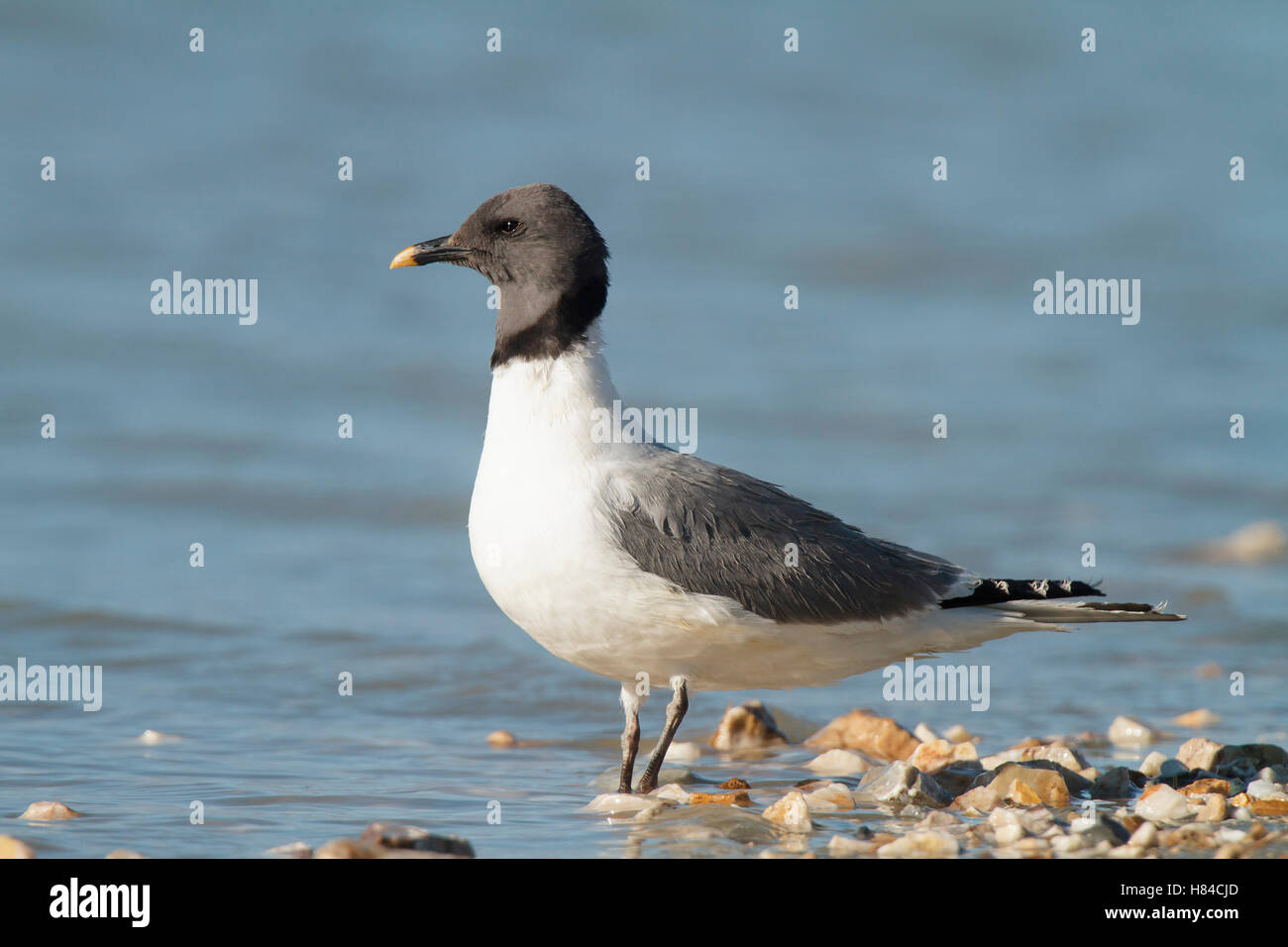 Sabine's Gull (Xema sabini), Inyo County, California Stock Photo - Alamy
