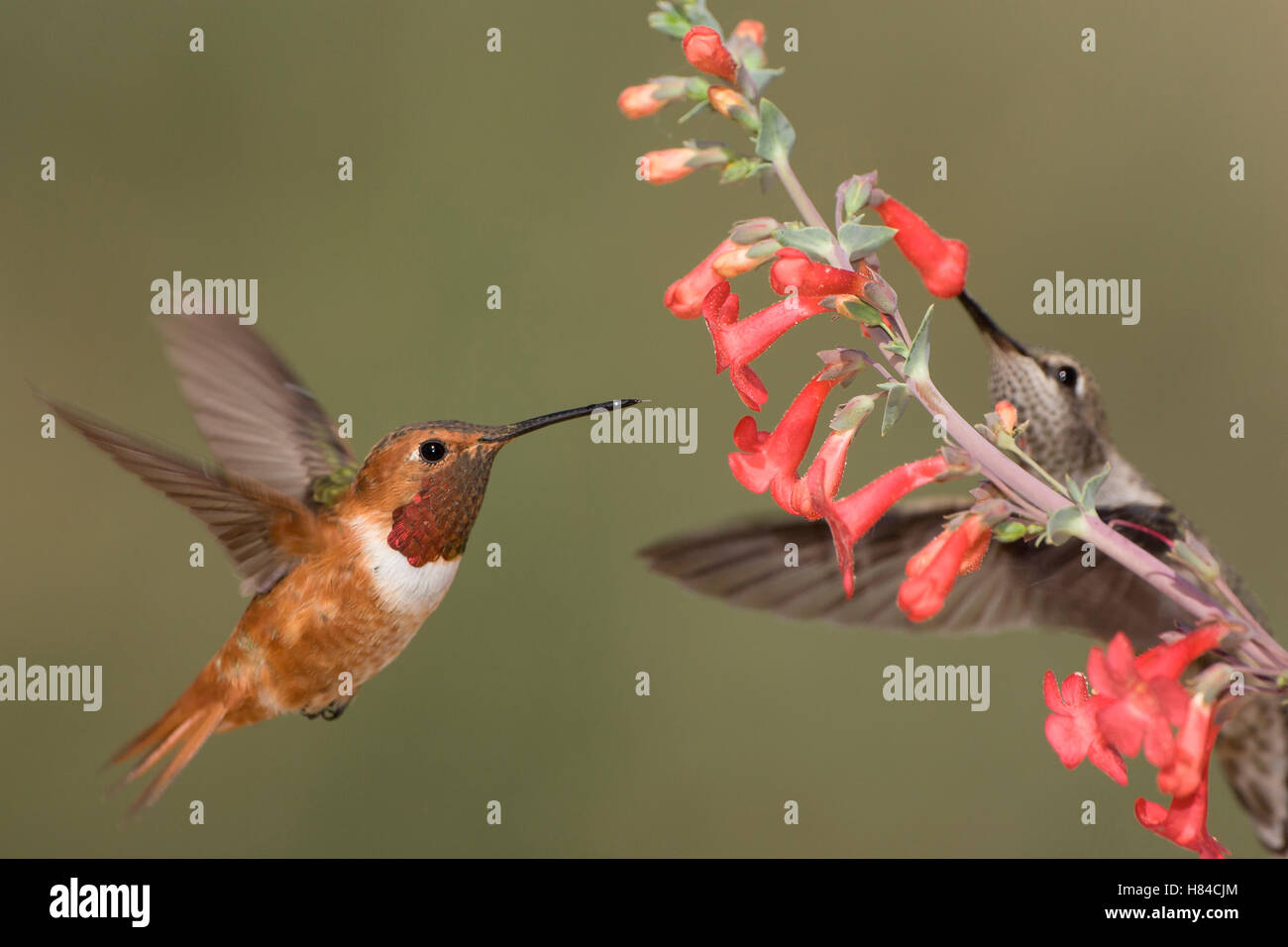 Rufous Hummingbird (Selasphorus rufus) male, Kern County, California ...