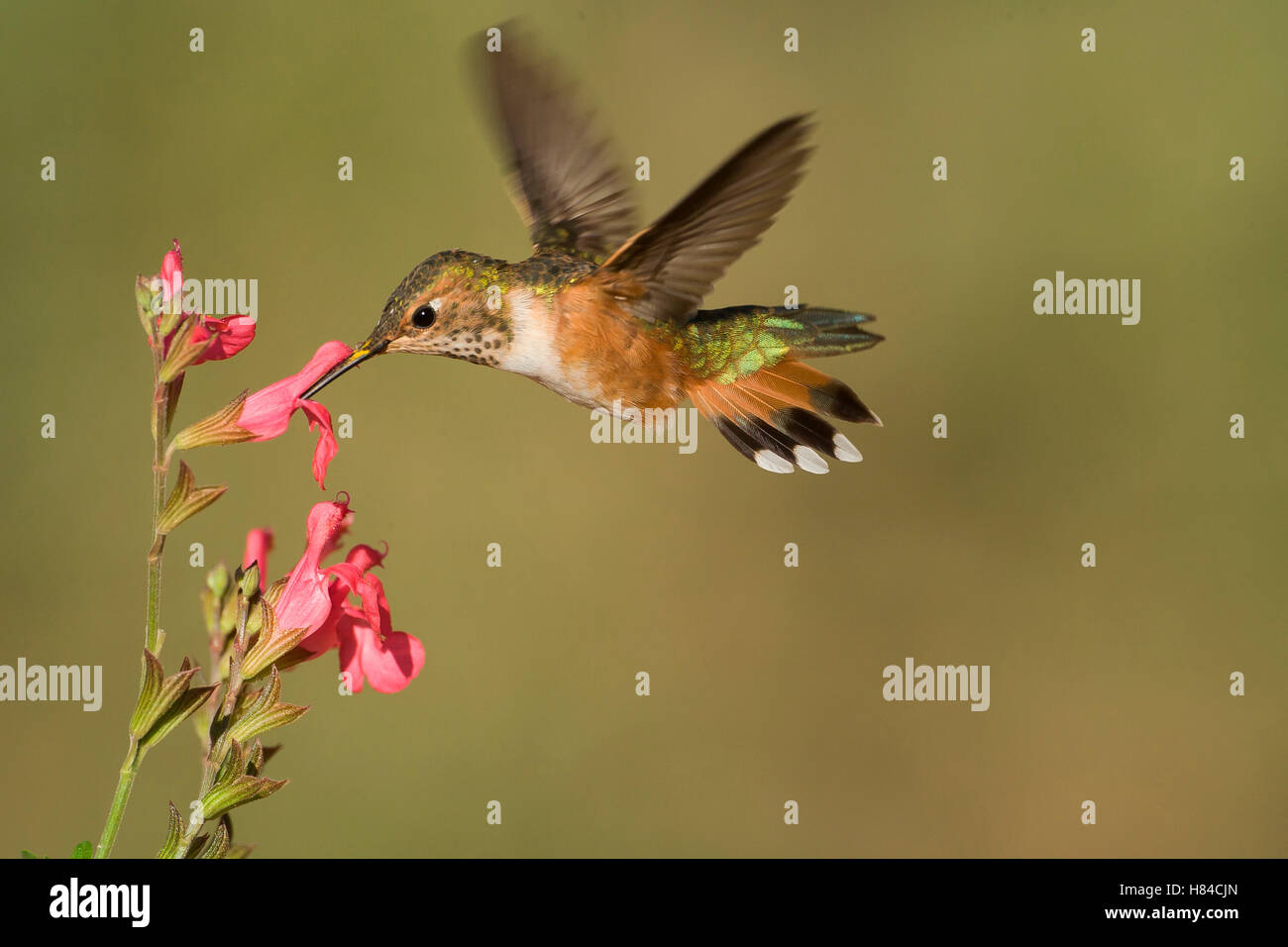 Rufous Hummingbird (Selasphorus rufus) female feeding on nectar, Kern ...