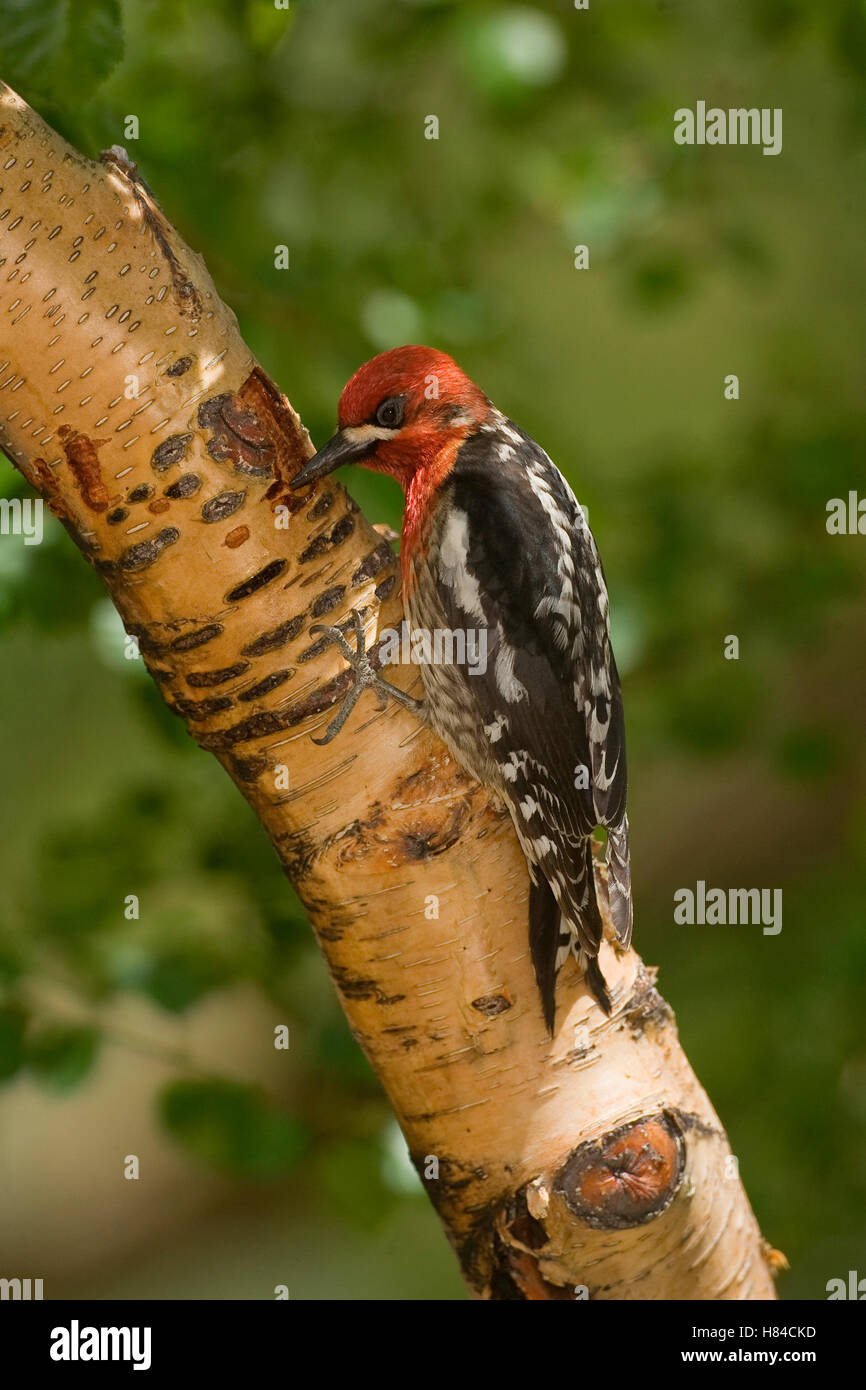 Red-breasted Sapsucker (Sphyrapicus ruber), Inyo County, California ...