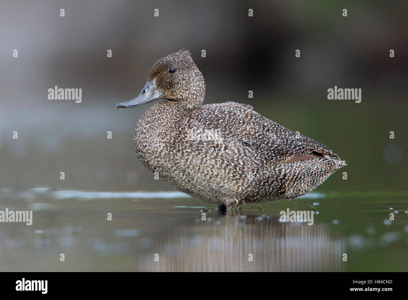 Naevosa hi-res stock photography and images - Alamy
