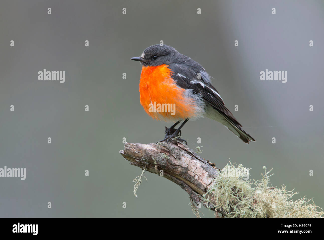 Flame Robin (Petroica phoenicea) male, Victoria, Australia Stock Photo ...