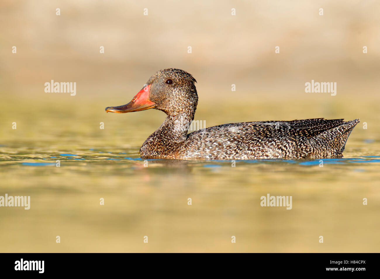 Freckled Duck (Stictonetta naevosa) male, Victoria, Australia Stock ...