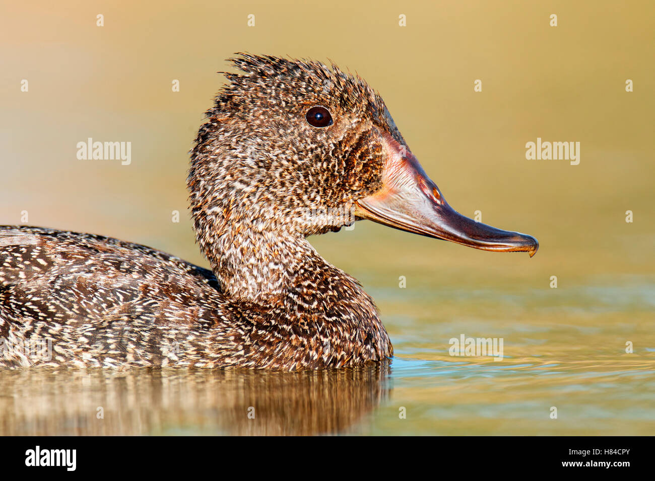 Freckled Duck (Stictonetta naevosa) female, Victoria, Australia Stock ...