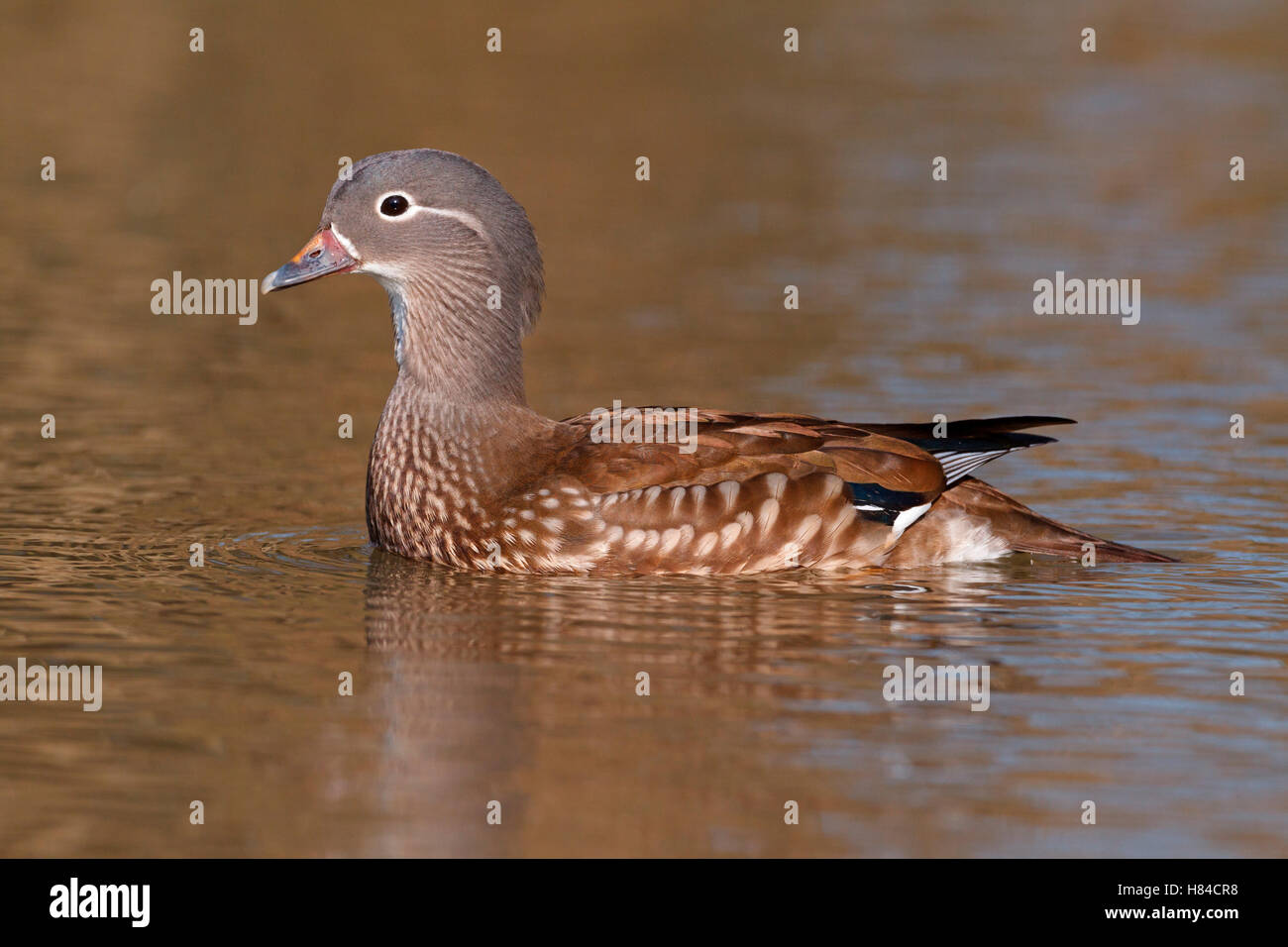 Mandarin Duck (Aix galericulata) female, Baden-Wurttemberg, Germany ...