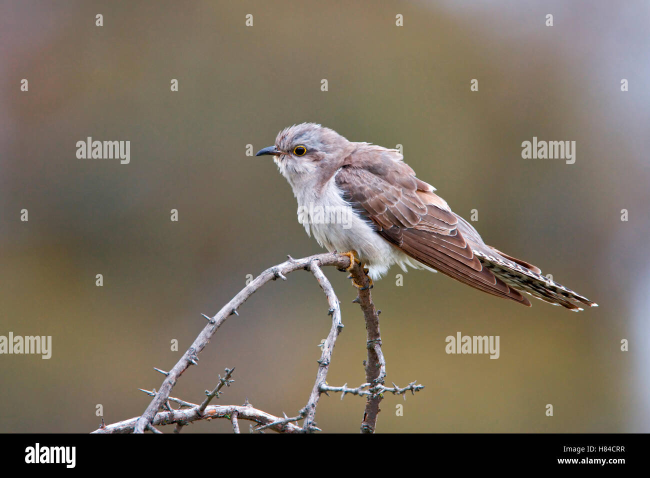 Pallid Cuckoo (Cacomantis pallidus), Australia Stock Photo - Alamy
