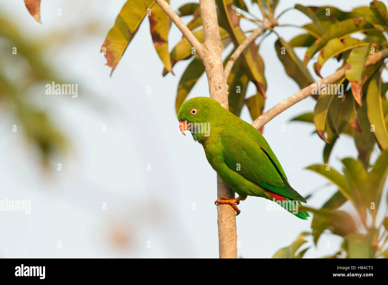 Vernal Hanging-Parrot (Loriculus vernalis), Kaeng Krachan, Thailand ...