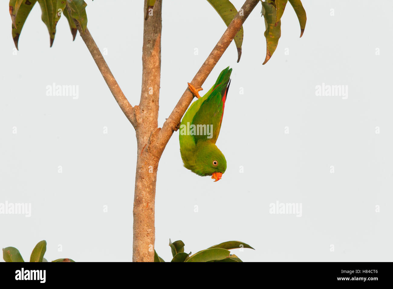 Vernal Hanging-Parrot (Loriculus vernalis), Kaeng Krachan, Thailand ...