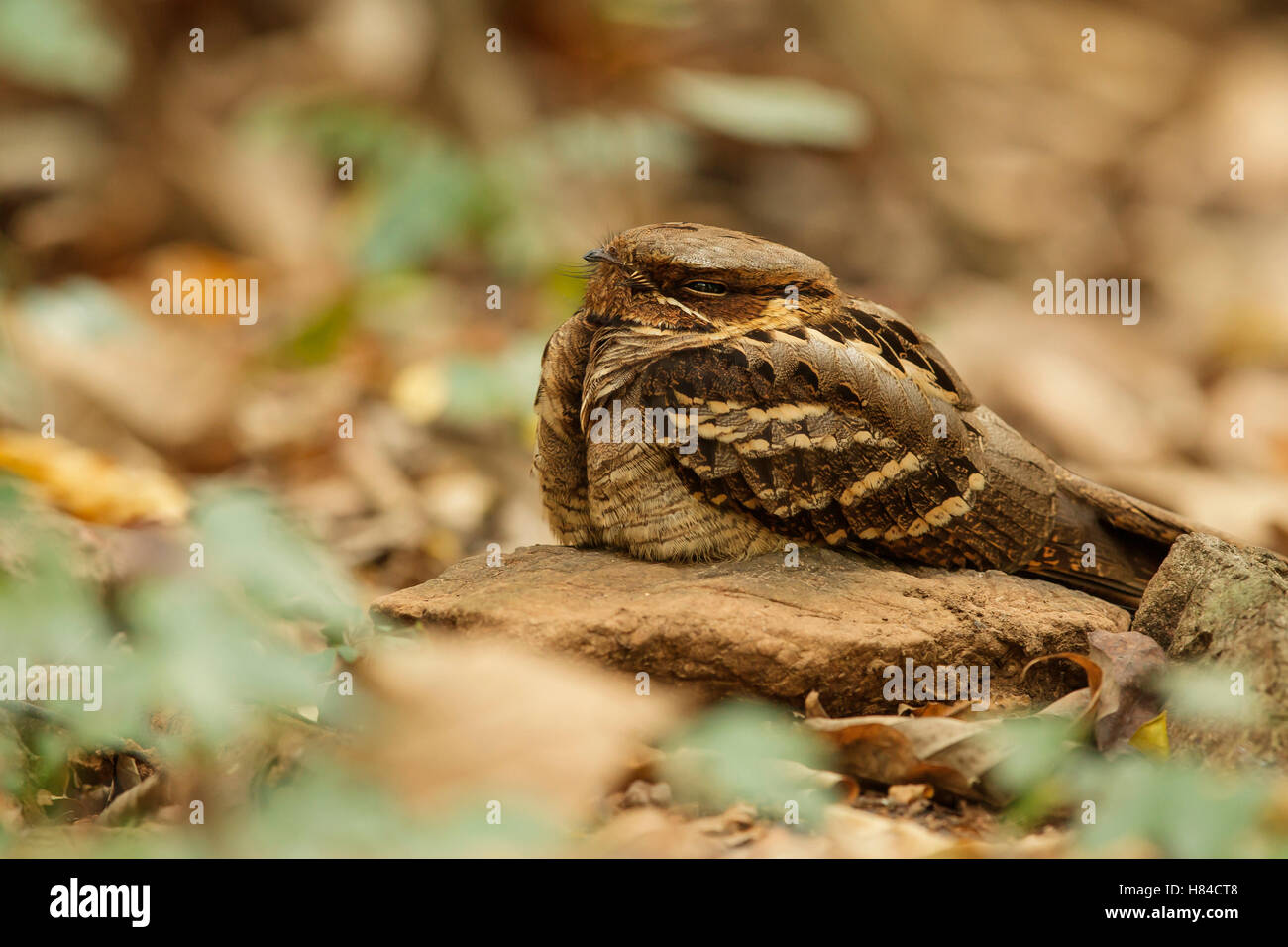 Large-tailed Nightjar (Caprimulgus macrurus), Kaeng Krachan, Thailand ...