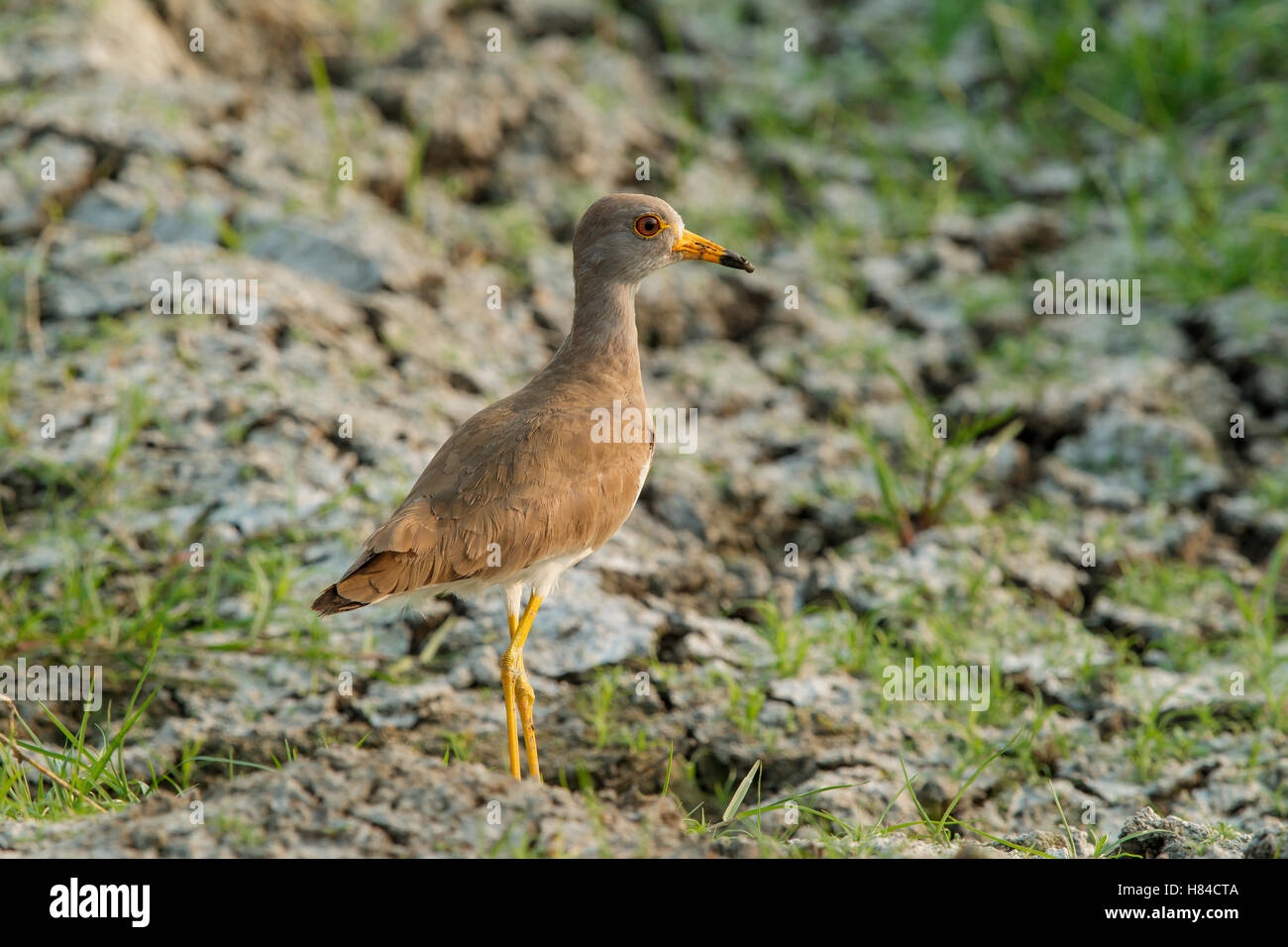 Grey-headed Lapwing (Vanellus cinereus), Bangkok, Thailand Stock Photo ...