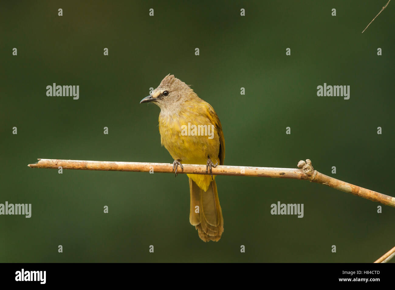 Flavescent Bulbul (Pycnonotus flavescens), Kaeng Krachan, Thailand ...