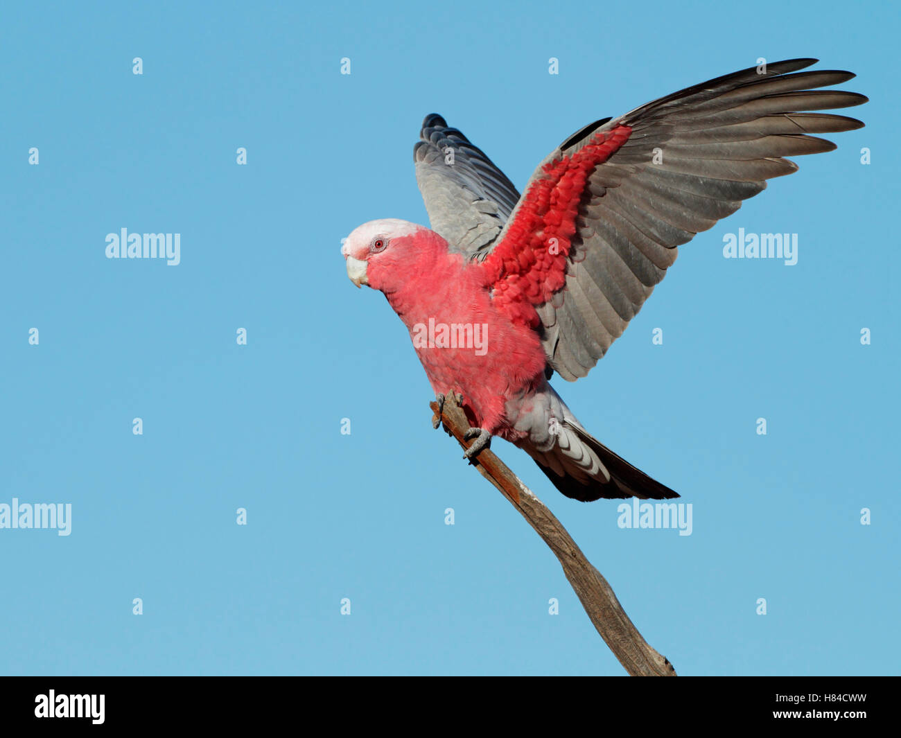 Galah (Eolophus roseicapilla), Queensland, Australia Stock Photo - Alamy