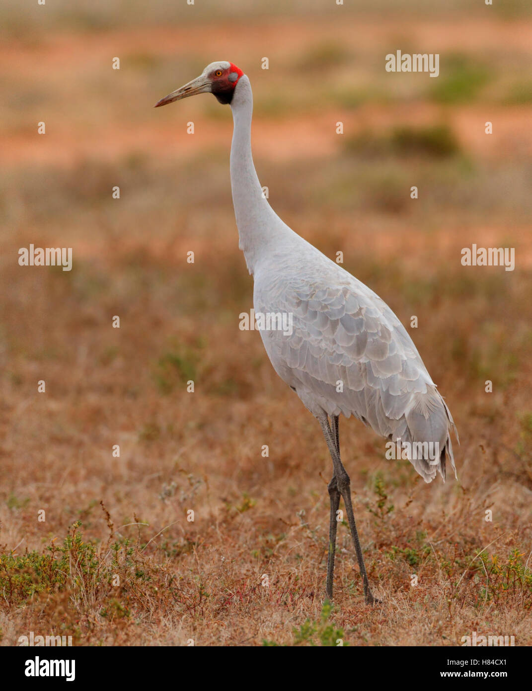 Brolga (Grus rubicunda), Queensland, Australia Stock Photo - Alamy