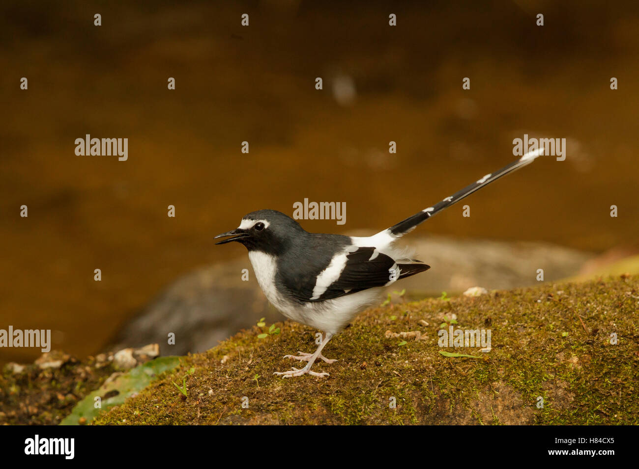 Slaty-backed Forktail (Enicurus schistaceus), Doi Inthanon National ...
