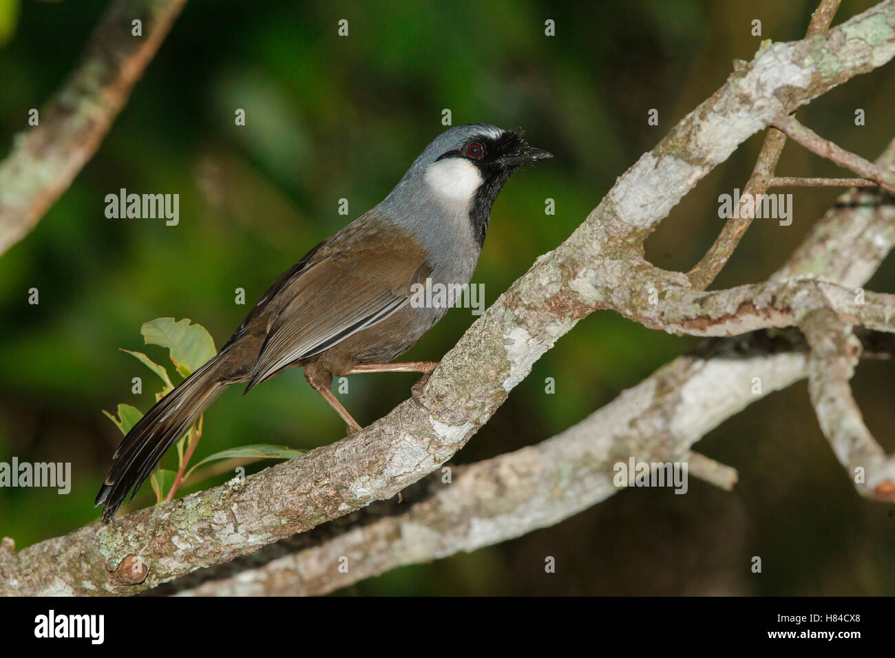 Black-throated Laughingthrush (Garrulax chinensis), Khao Yai National ...