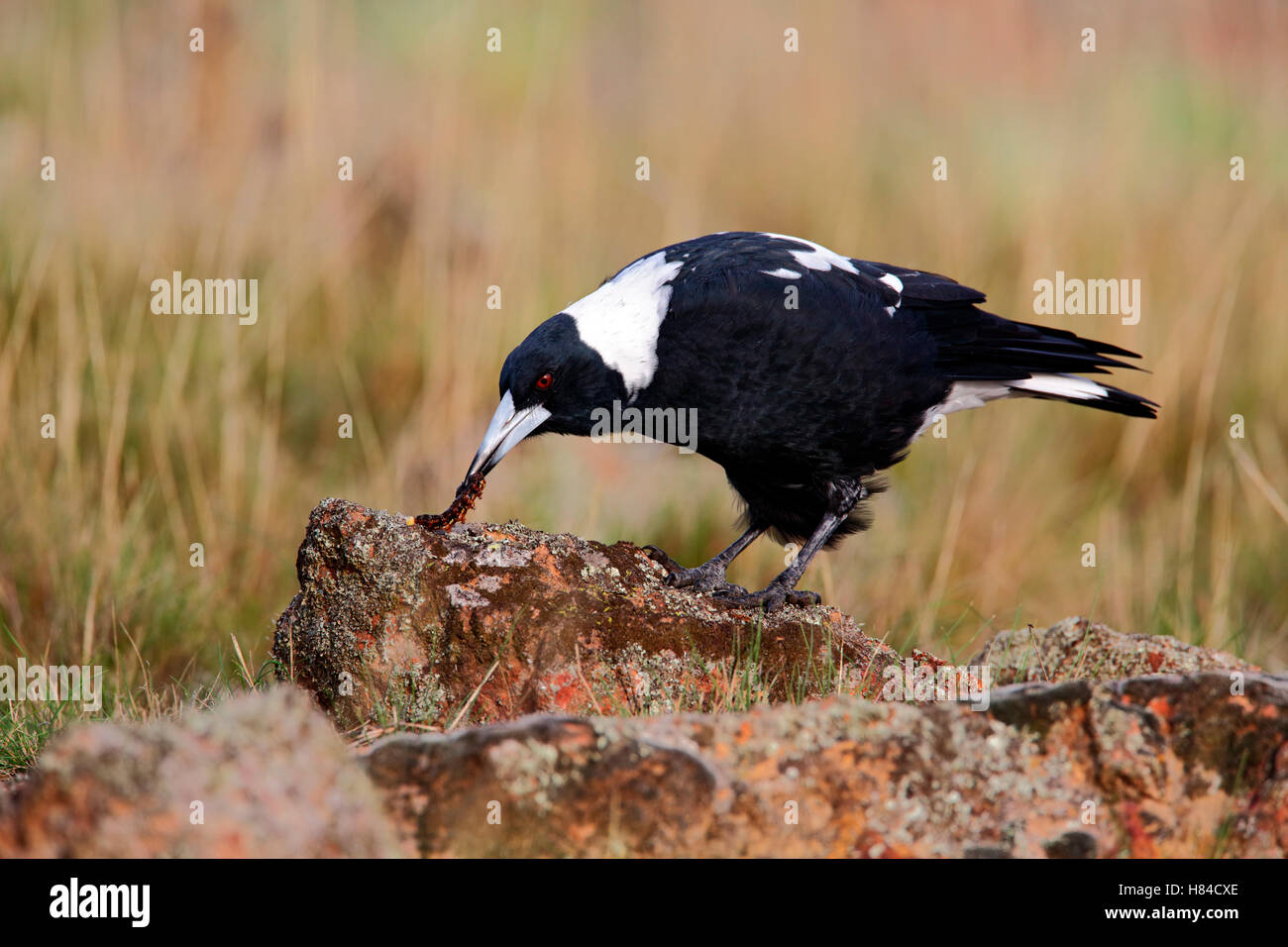 Australian Magpie (Gymnorhina tibicen), Australia Stock Photo - Alamy