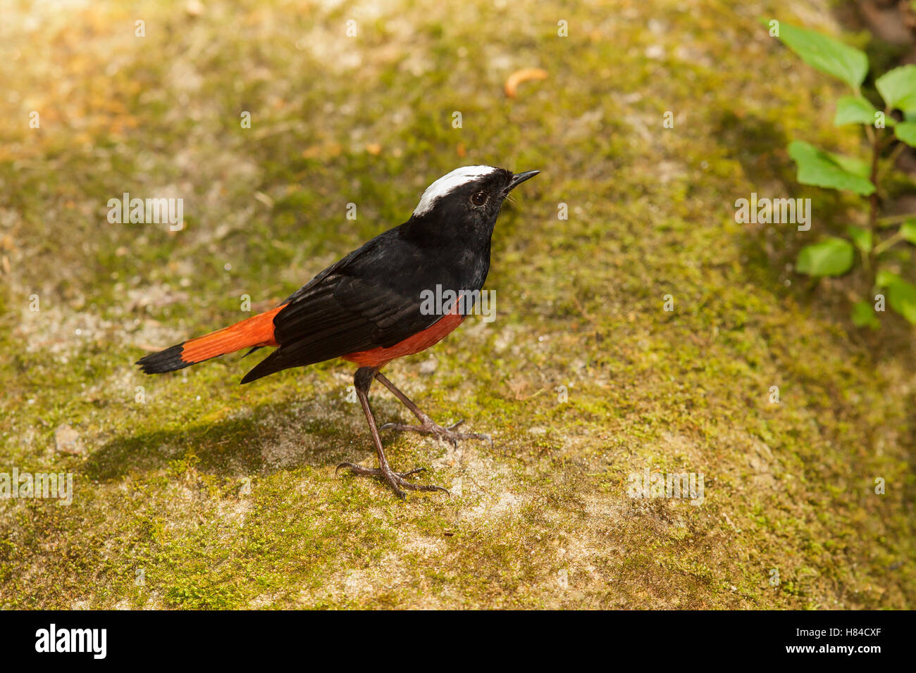 White-capped Water-Redstart (Chaimarrornis leucocephalus) male, Doi ...