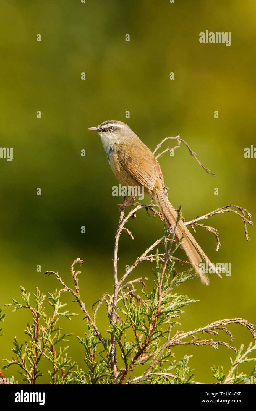 Hill Prinia (Prinia atrogularis), Doi Inthanon National Park, Thailand ...