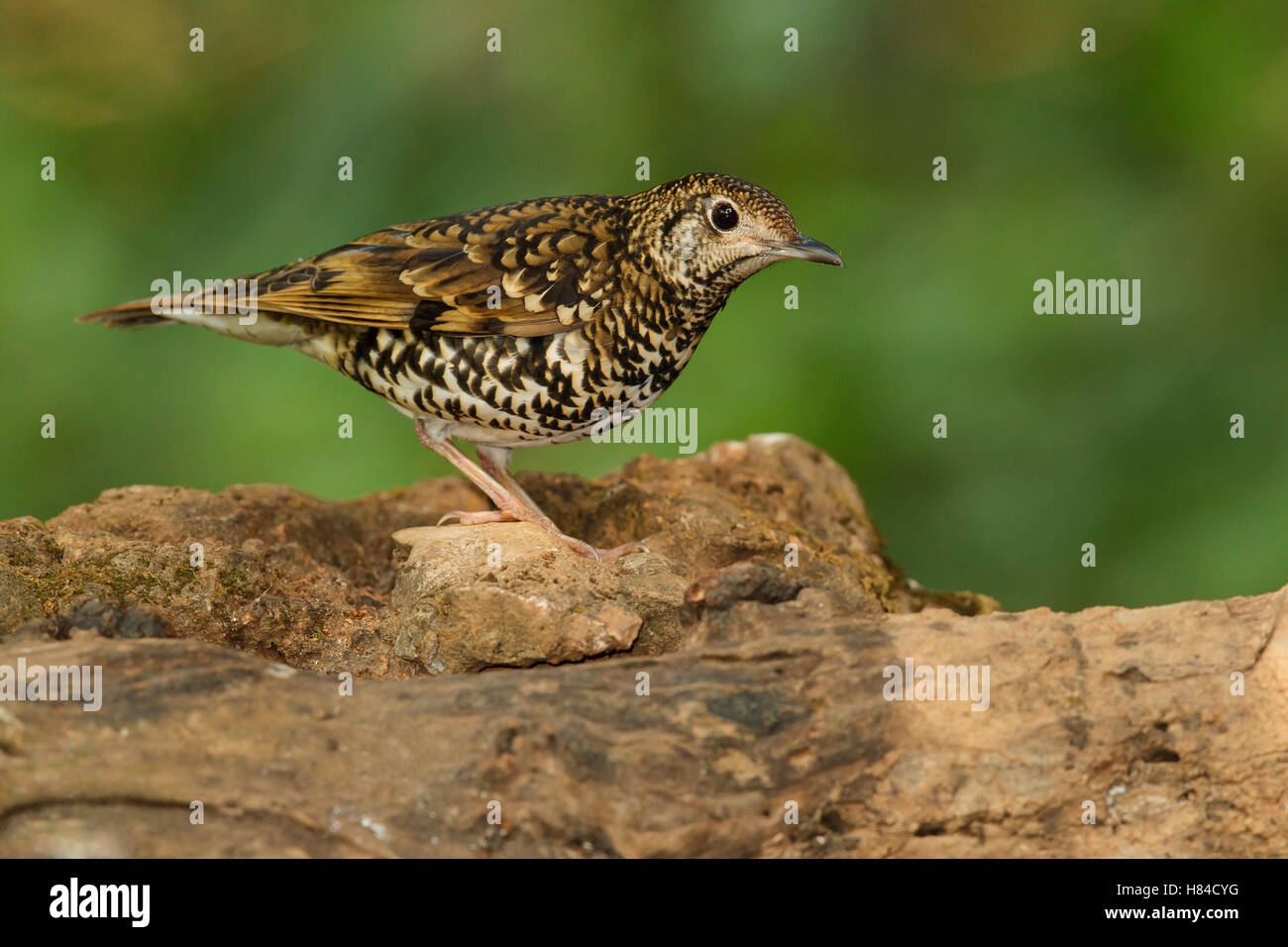 Scaly Thrush (Zoothera dauma), Doi Ang Khang, Thailand Stock Photo - Alamy