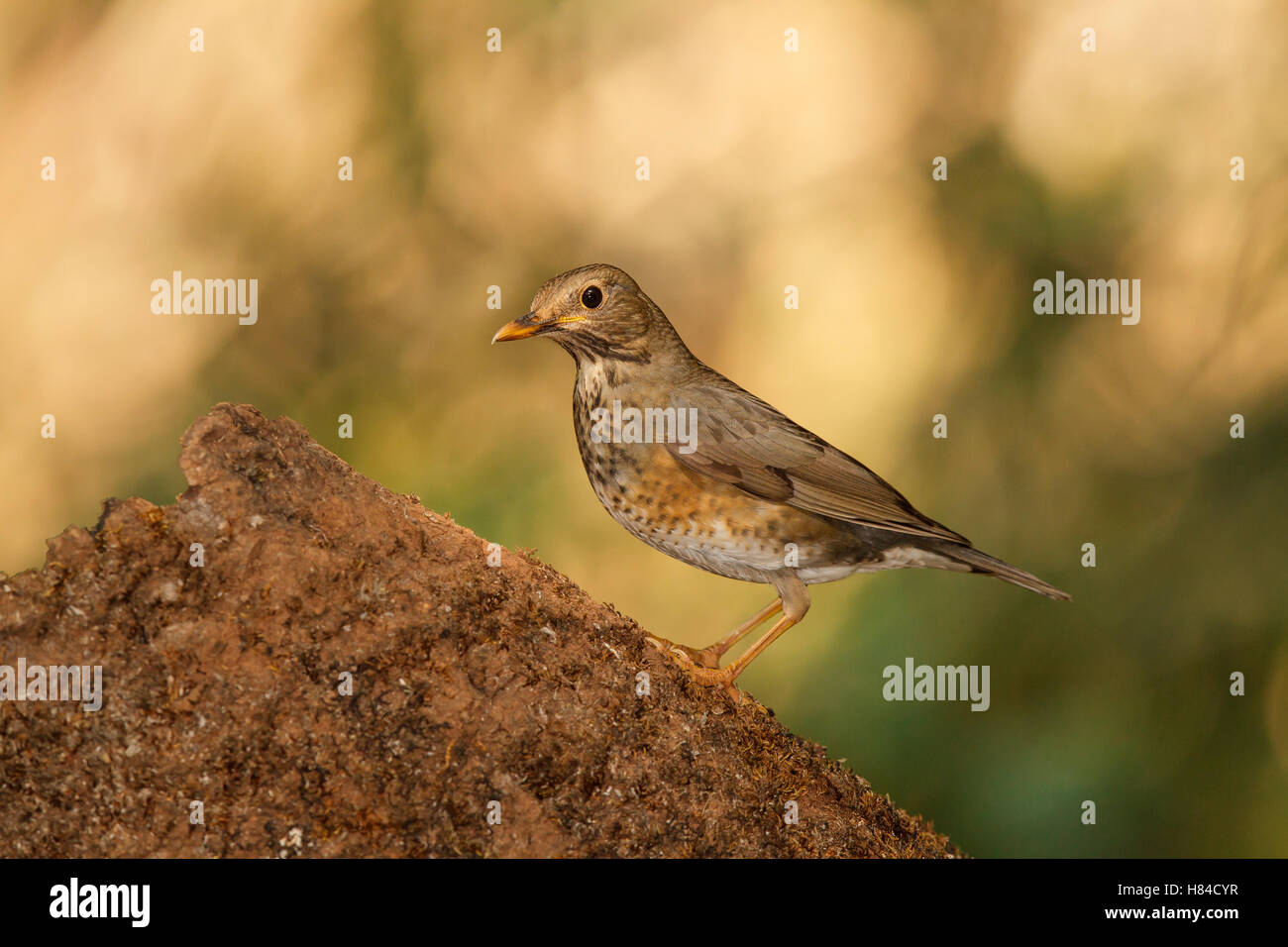 Japanese Thrush (Turdus cardis), Doi Ang Khang, Thailand Stock Photo ...