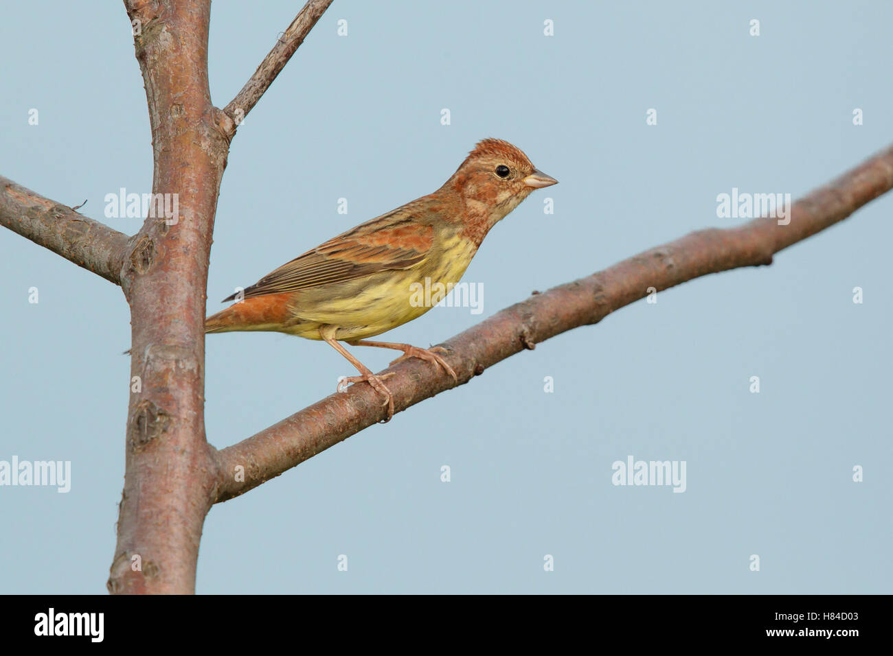 Chestnut Bunting (Emberiza rutila), Doi Ang Khang, Thailand Stock Photo ...