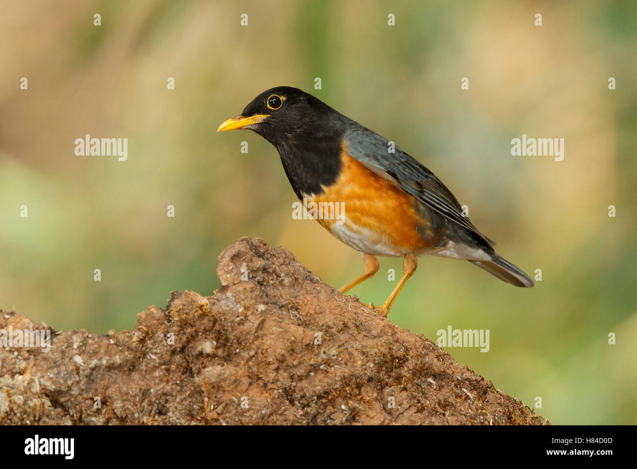 Black-breasted Thrush (Turdus dissimilis) male, Doi Ang Khang, Thailand ...