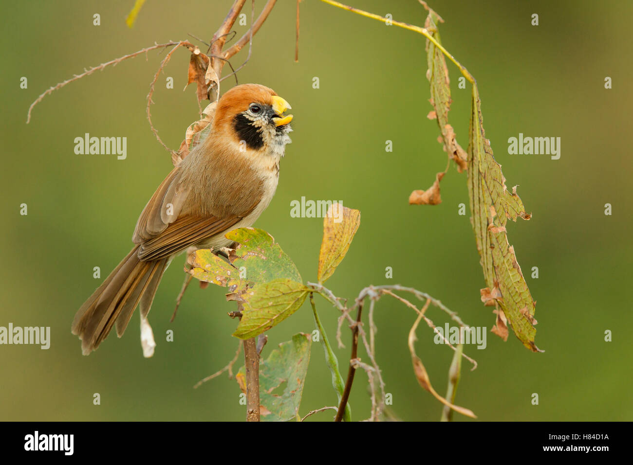 Spot-breasted Parrotbill (Paradoxornis guttaticollis), Doi Lang, Thailand Stock Photo - Alamy