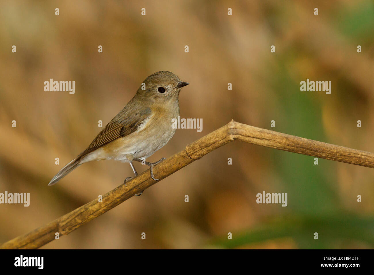 Slaty-blue Flycatcher (Ficedula tricolor) female, Doi Lang, Thailand ...