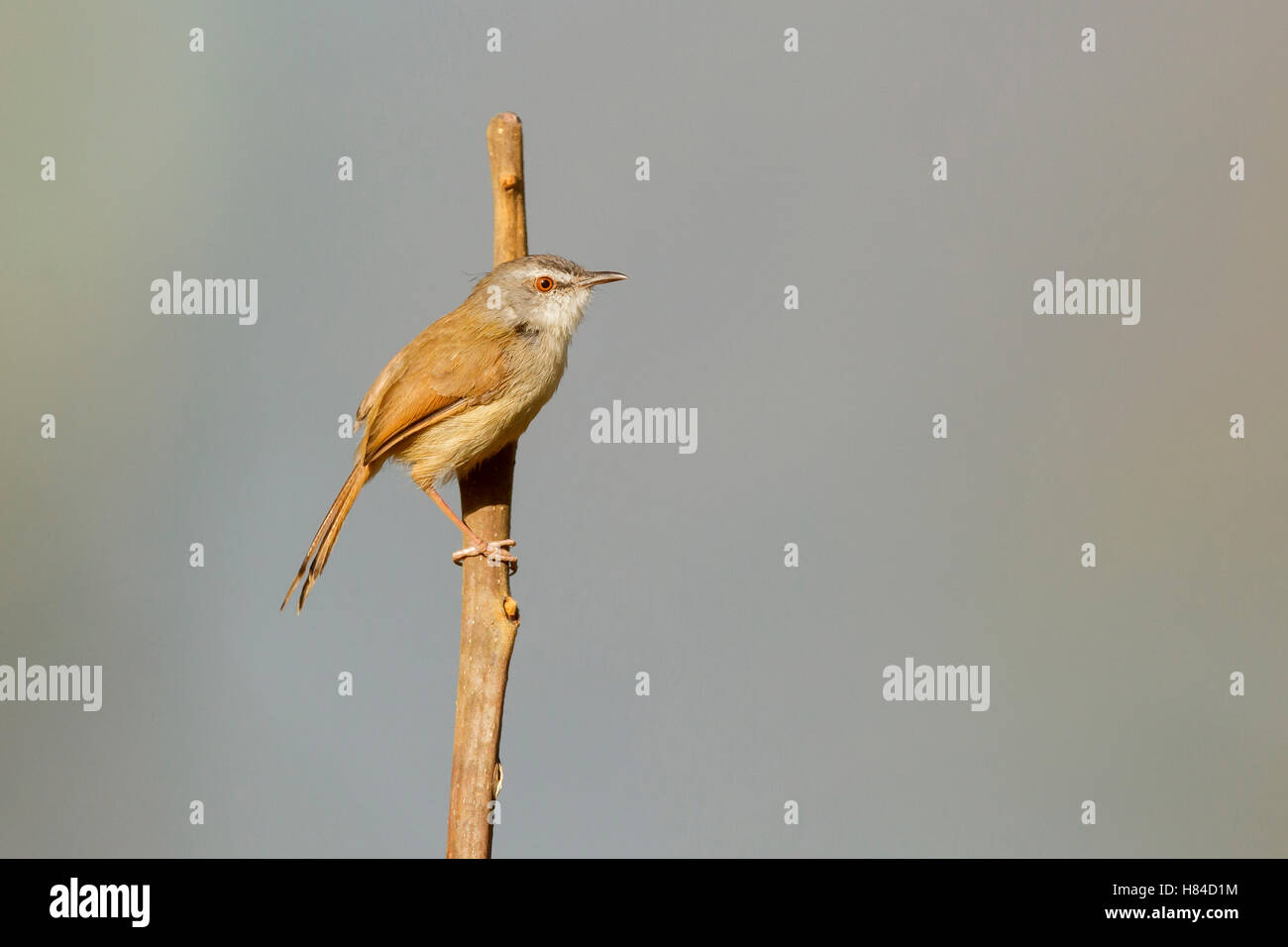 Rufescent Prinia (Prinia rufescens), Doi Lang, Thailand Stock Photo - Alamy