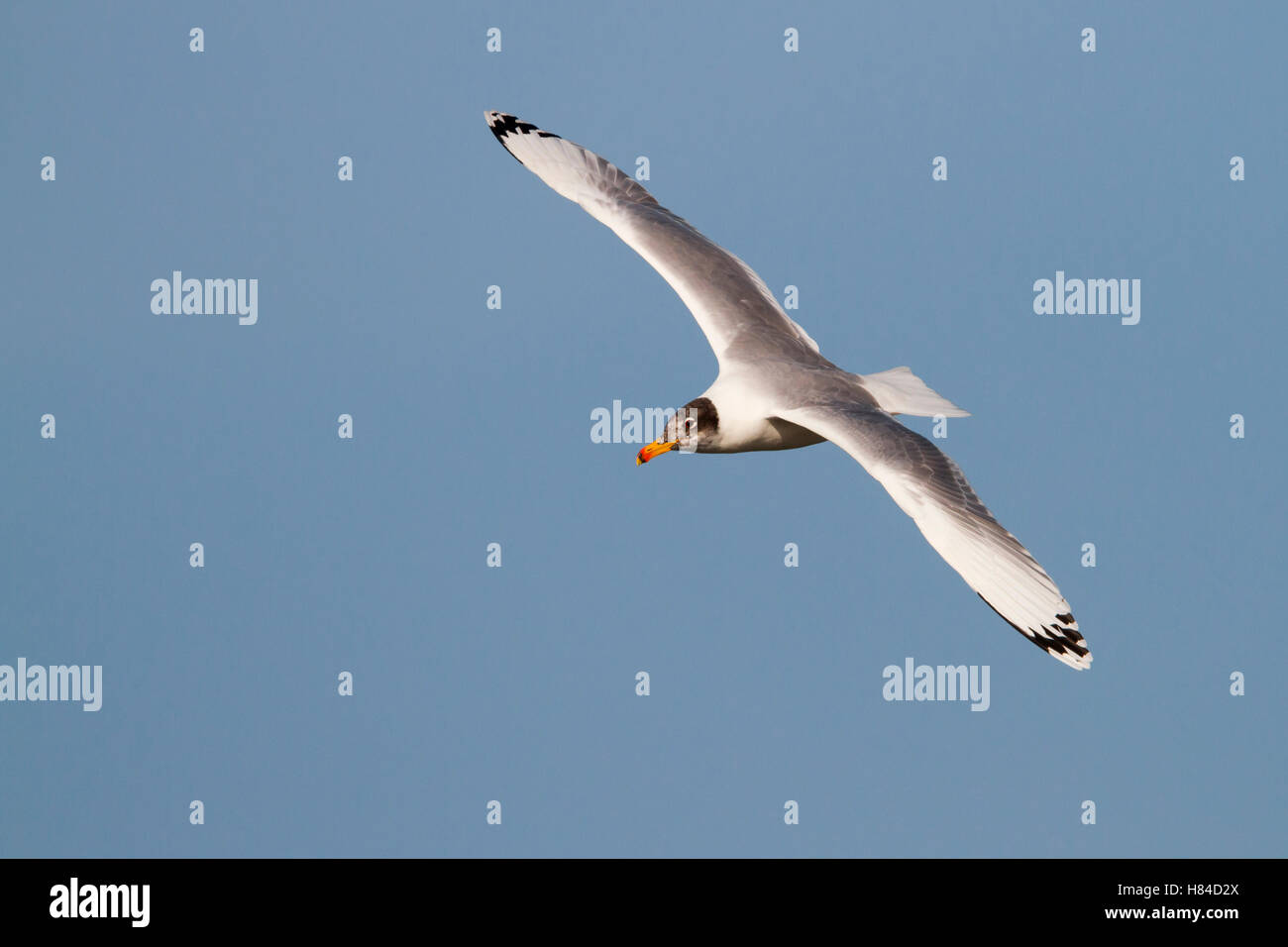 Pallas's Gull (Ichthyaetus ichthyaetus), Oman Stock Photo - Alamy