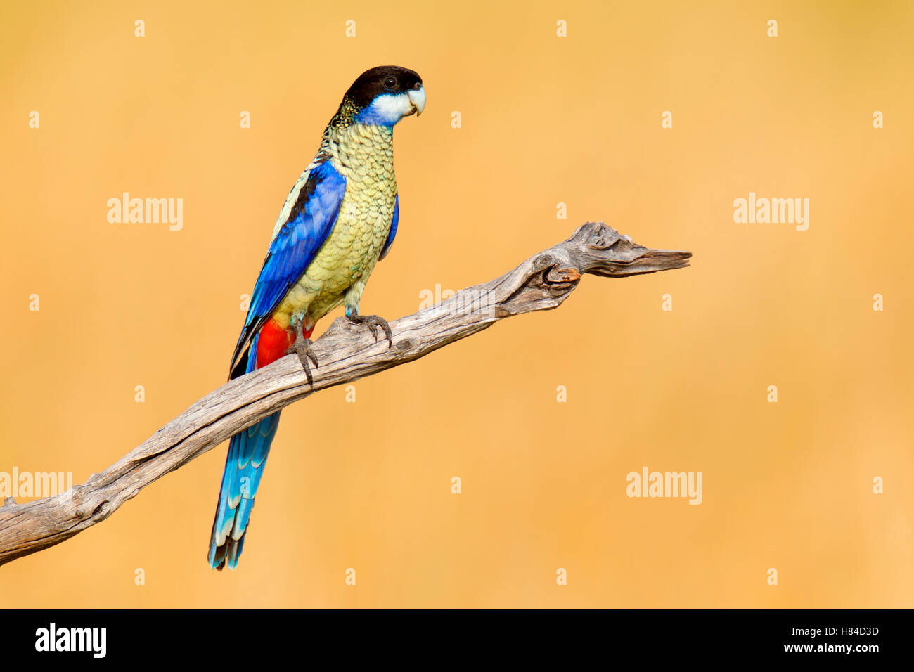 Northern Rosella (Platycercus venustus), Northern Territory, Australia ...