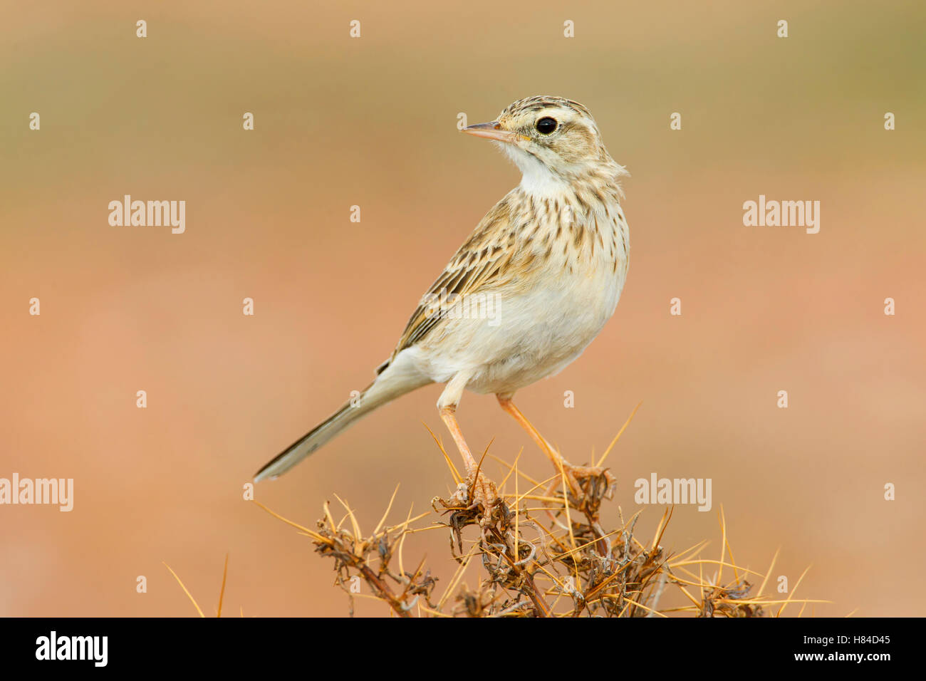 Australian Pipit (Anthus australis), New South Wales, Australia Stock ...