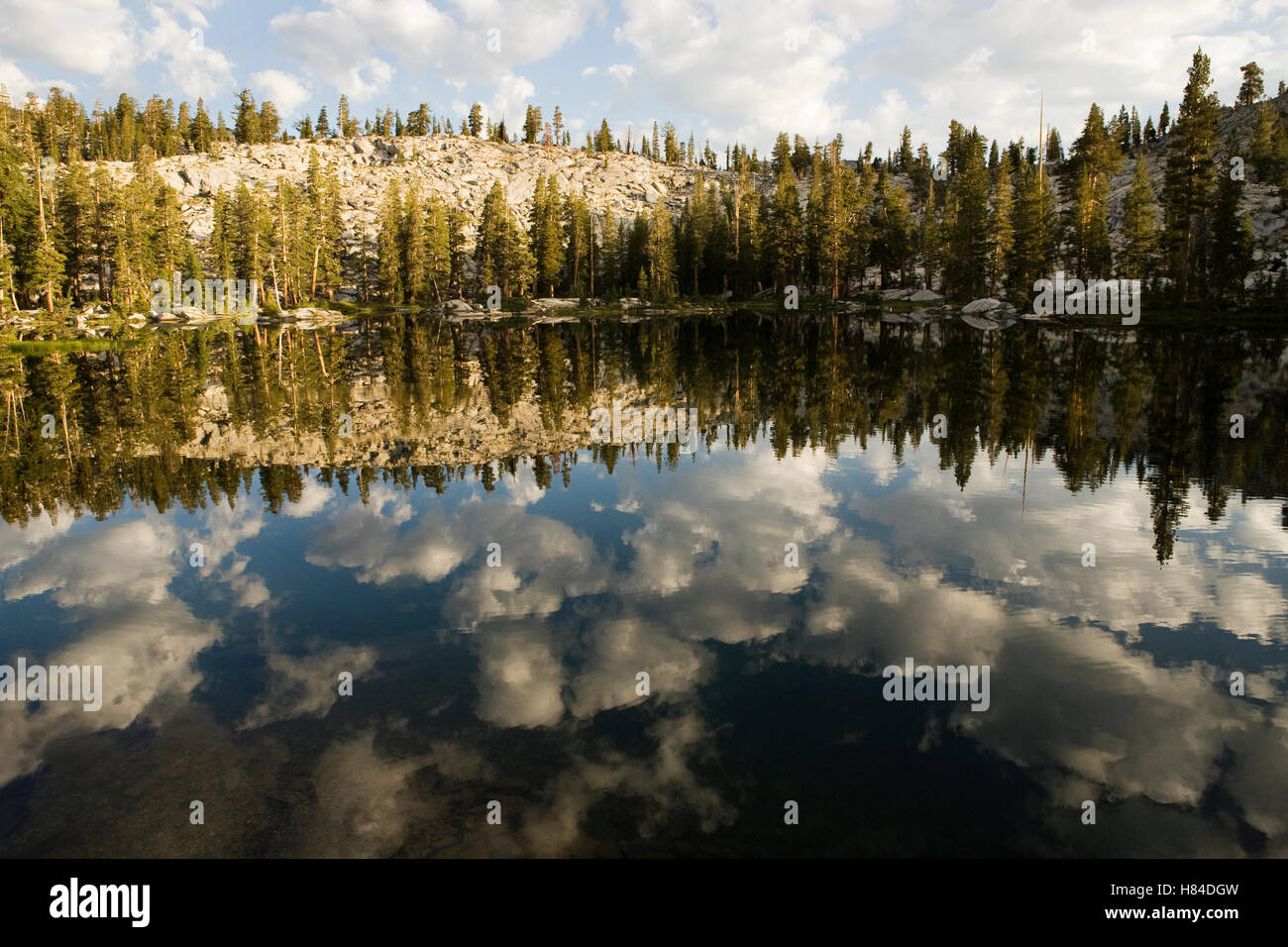 Lodgepole Pine (Pinus contorta) forest on lake shore in sub-alpine zone ...
