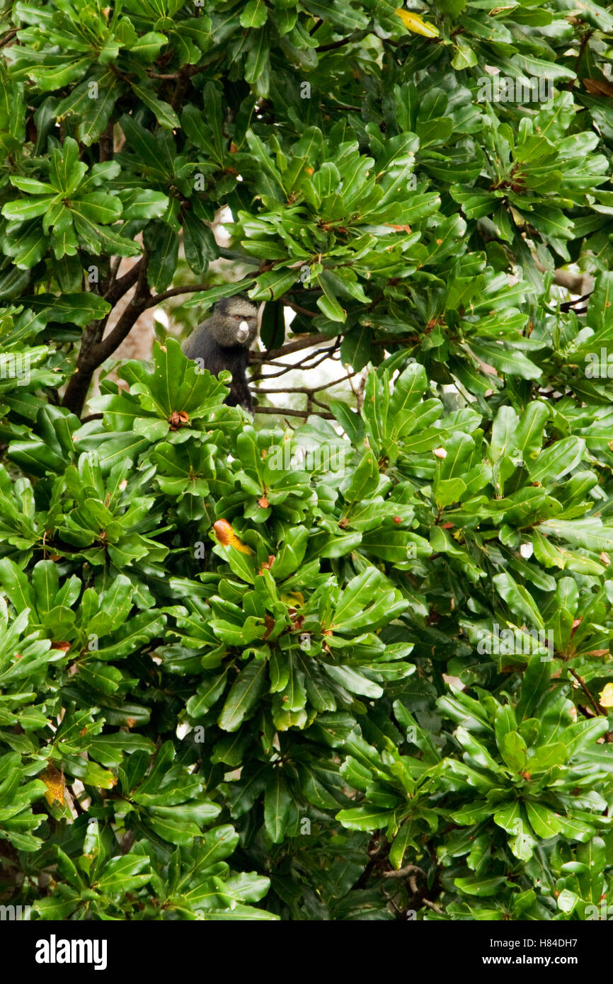 White-nosed Guenon (Cercopithecus nictitans) in tree, Lope National ...