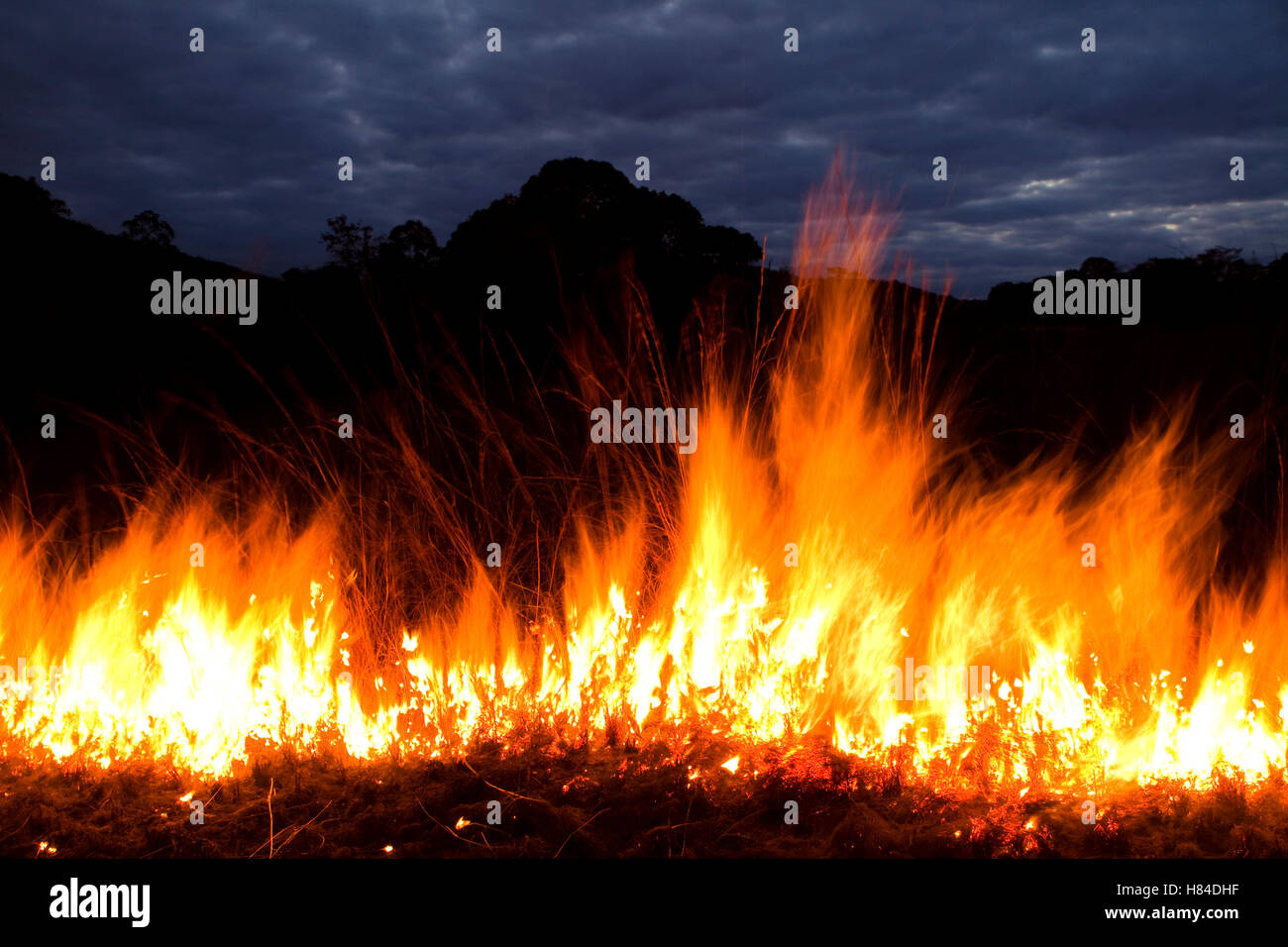 Savanna wildfire, which keeps the forest from taking over, Lope ...
