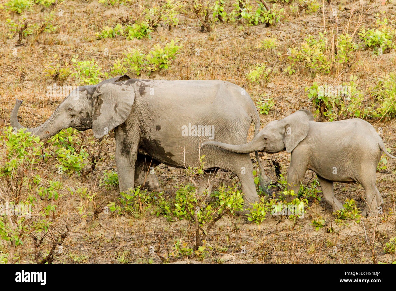 African Forest Elephant (Loxodonta africana cyclotis) mother and calf ...