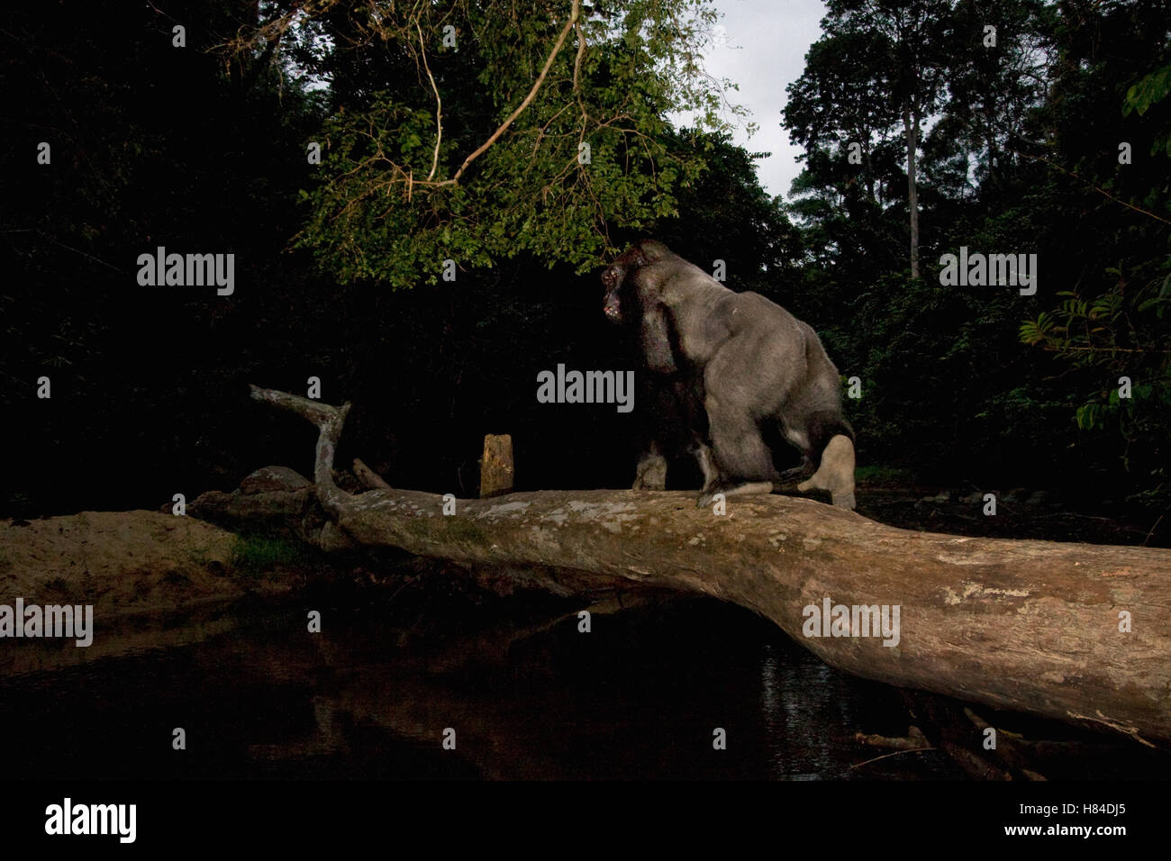 Western Lowland Gorilla (Gorilla gorilla gorilla) silverback crossing ...