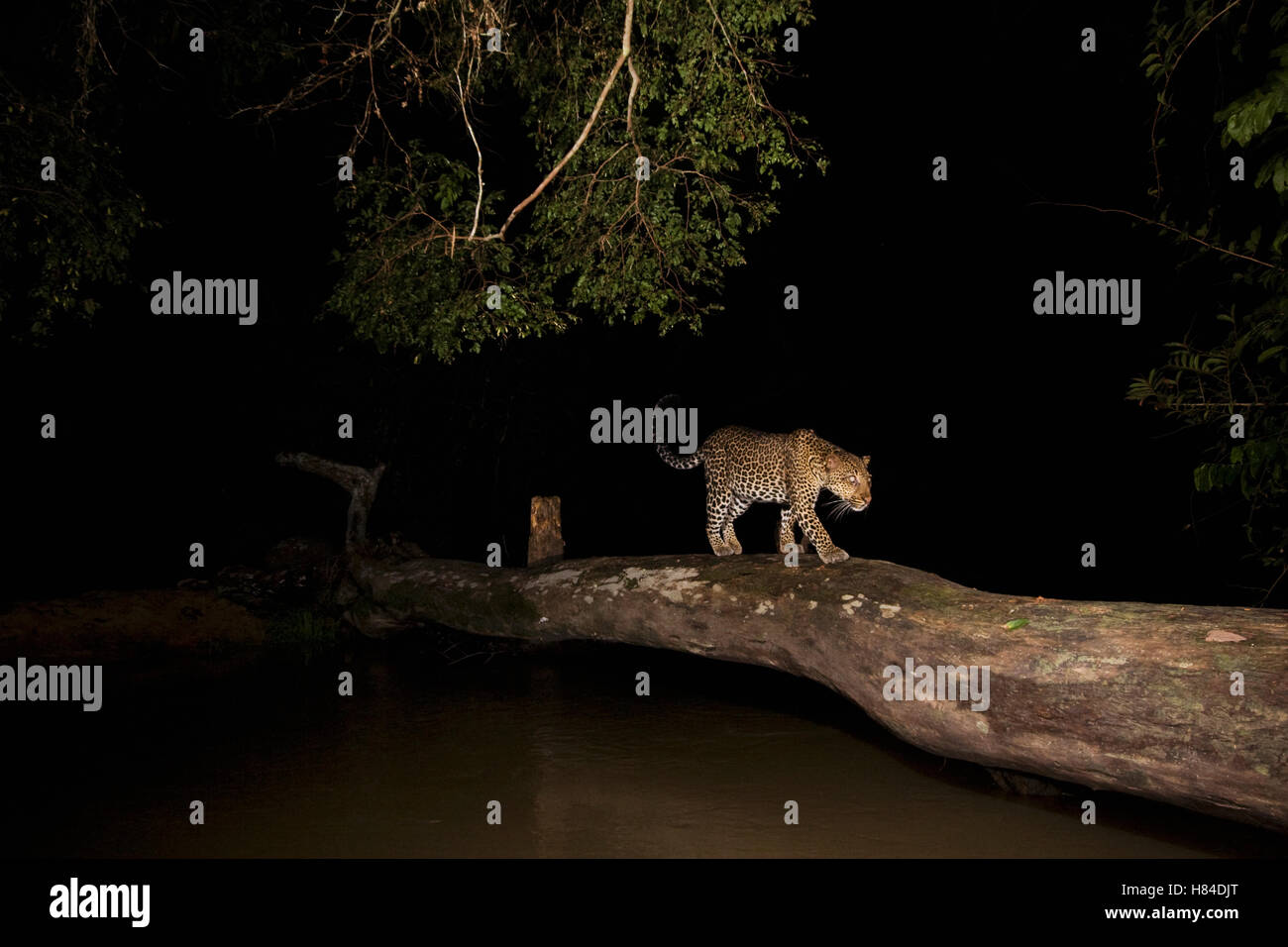 Leopard (Panthera pardus) female with Fire Ant (Solenopsis sp) damaged ...