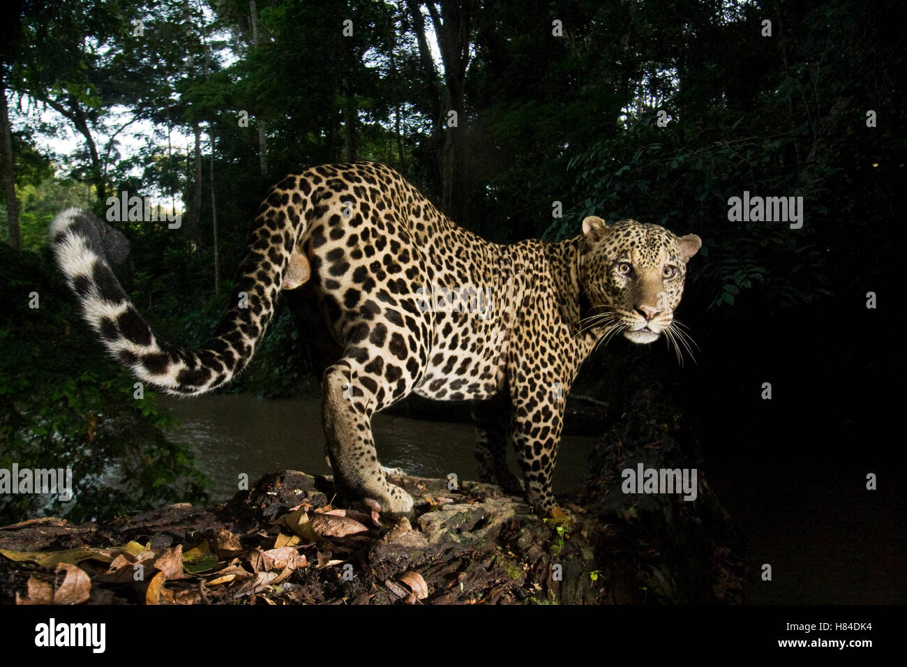 Leopard (Panthera pardus) male crossing log bridge over river in ...