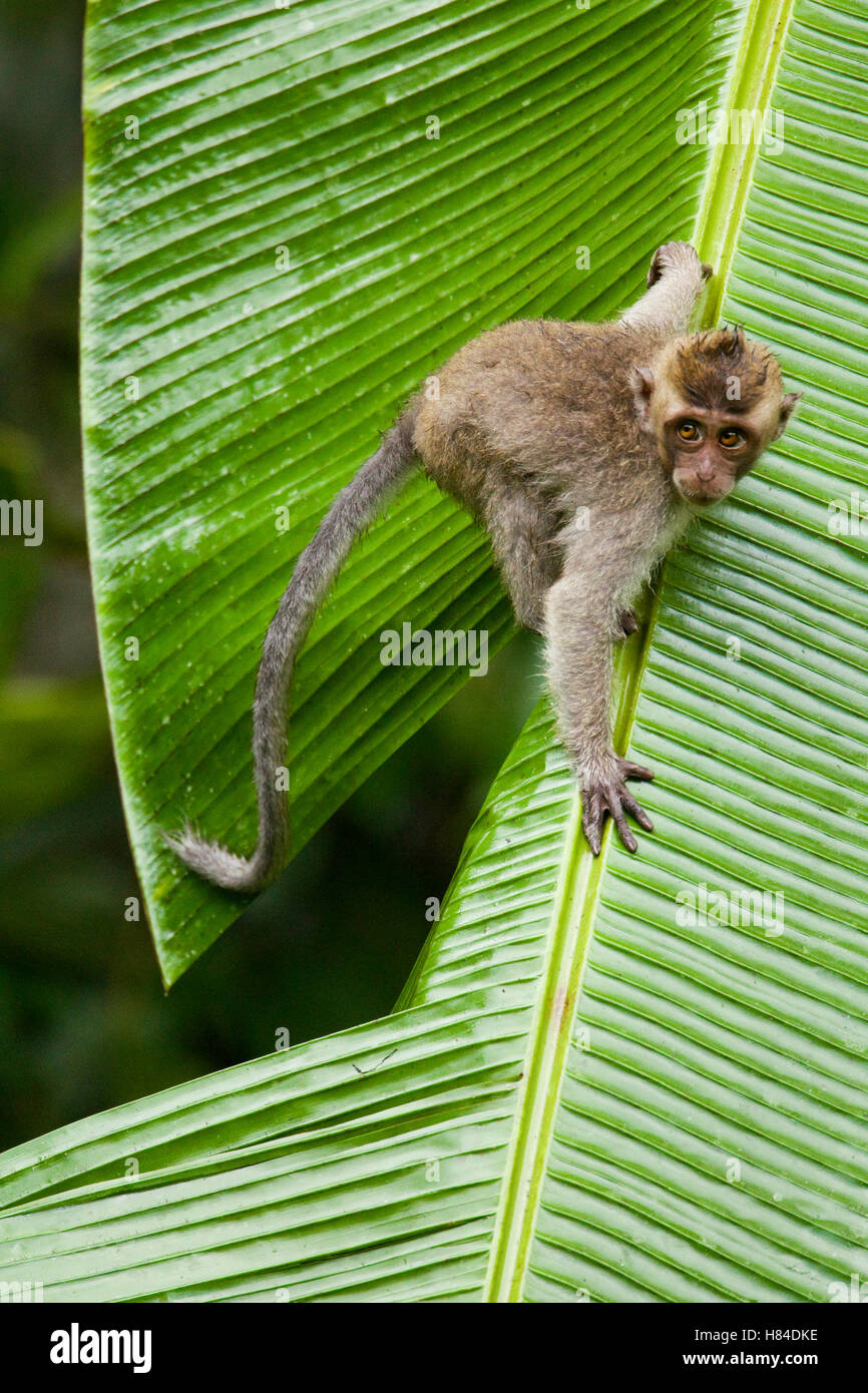 Long-tailed Macaque (Macaca fascicularis) juvenile climbing down leaf ...