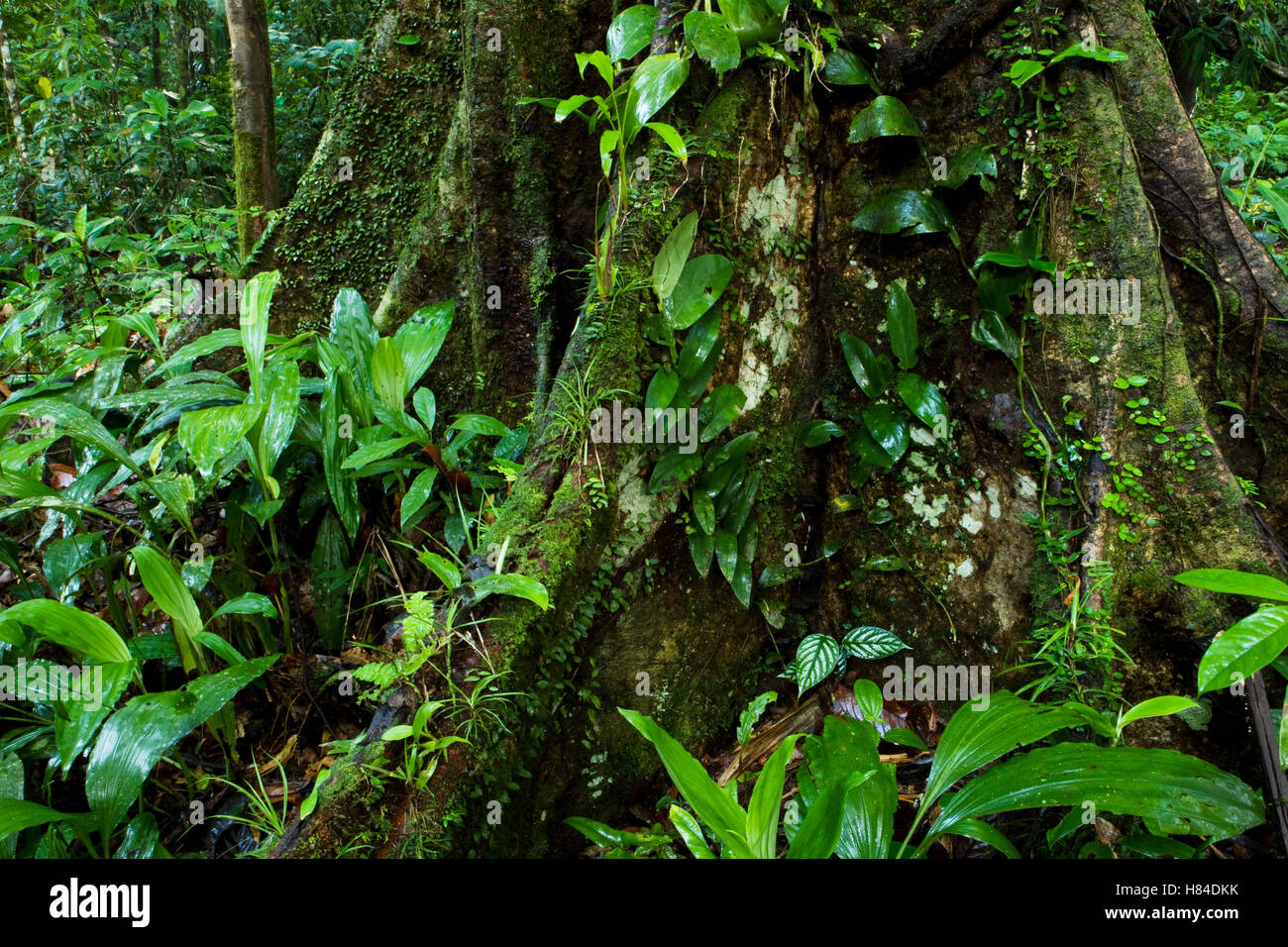 Meranti (Dipterocarpaceae) tree buttress root in lowland rainforest ...