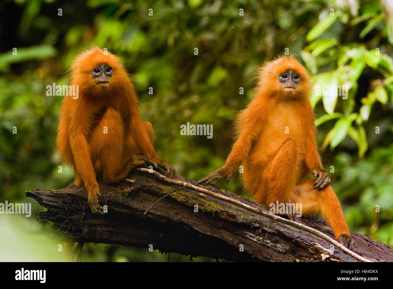 Red Leaf Monkey (Presbytis rubicunda) female and male, Tawau Hills Park ...