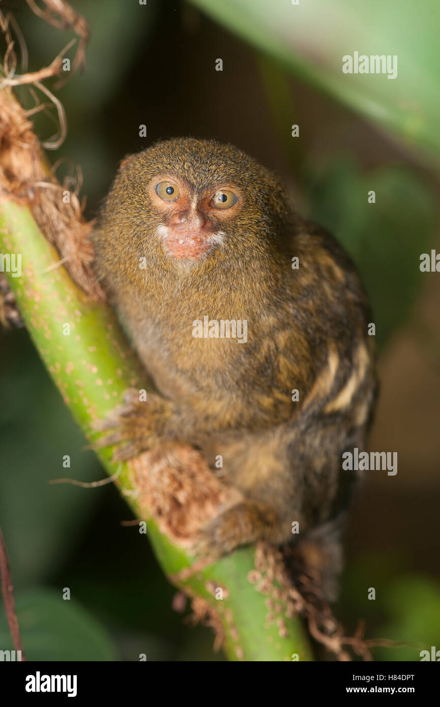 Pygmy Marmoset (Cebuella pygmaea), Zoo, Santiago de Cali, Valle del ...