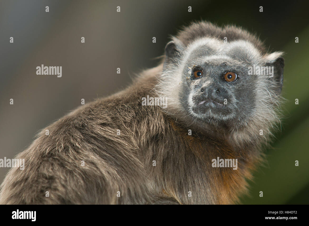 White-footed Tamarin (Saguinus leucopus), Parque Jaime Duque, Sopo ...