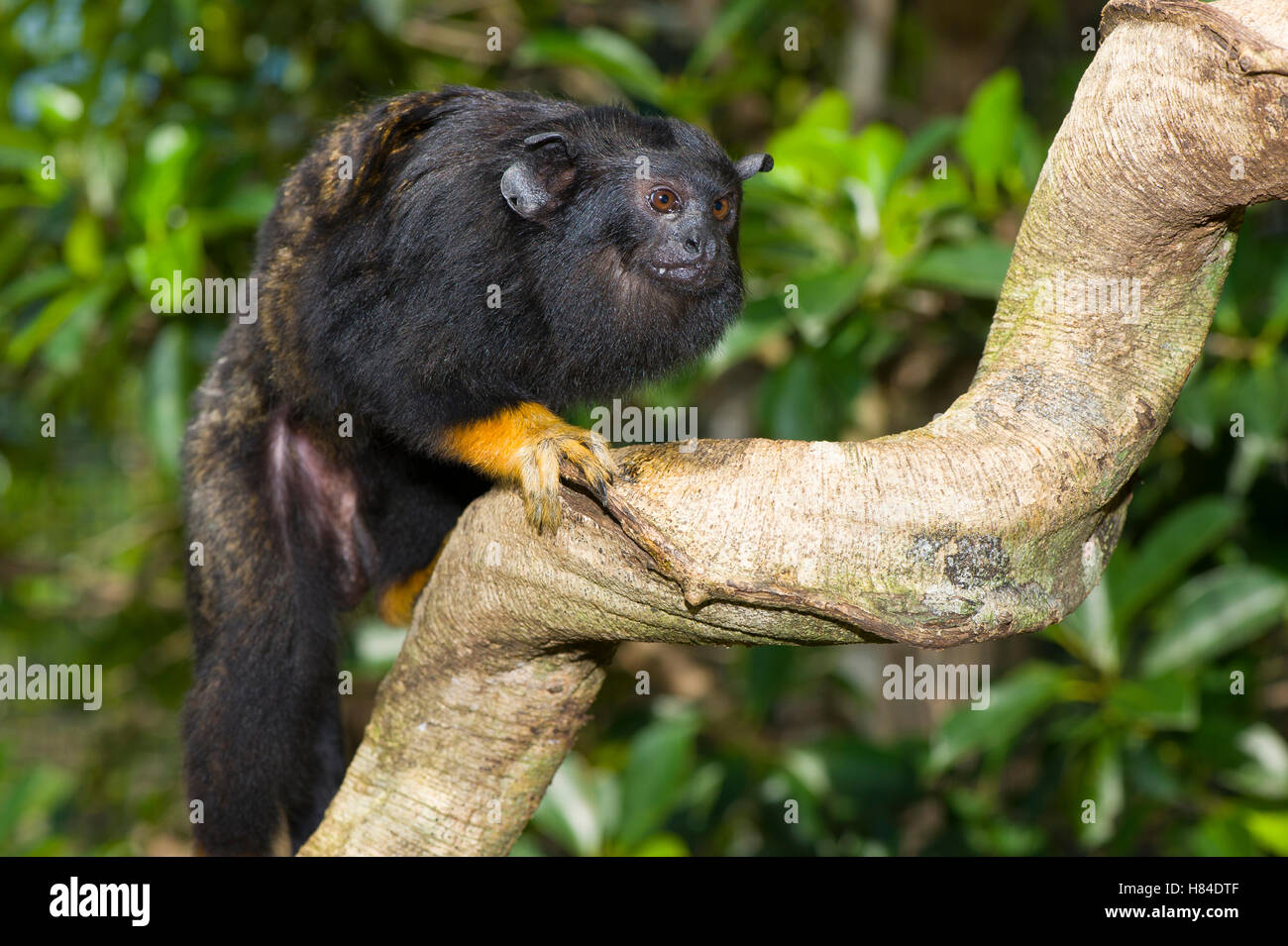 Midas Tamarin (Saguinus midas), breeding facilites at Zoologico del ...