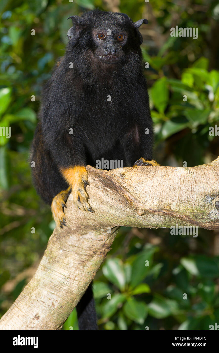 Midas Tamarin (Saguinus midas), breeding facilities at Zoologico del ...